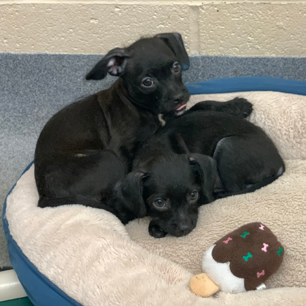 Rick - Humane Animal Rescue