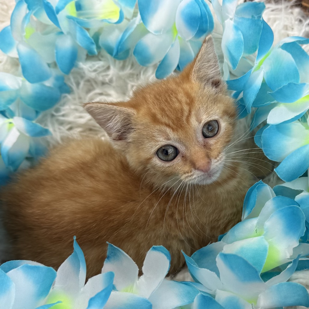 Michonne is available for adoption at Cat's Cradle of the Shenandoah ...