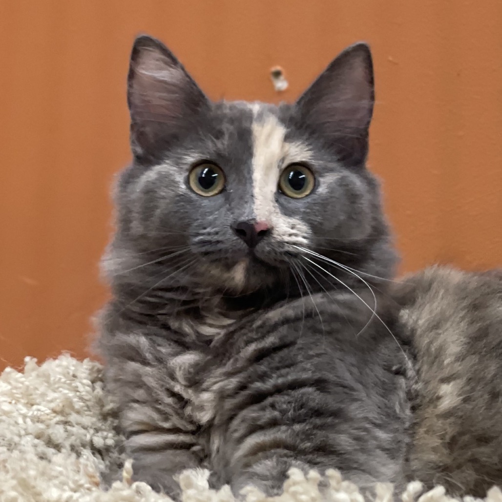 CHIFFON is available for adoption at Milo Foundation