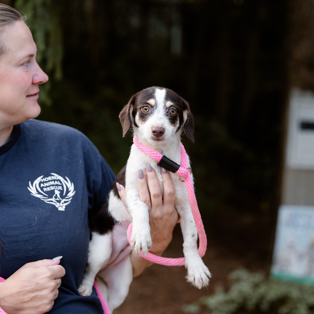 Yaya - Phoenix Animal Rescue