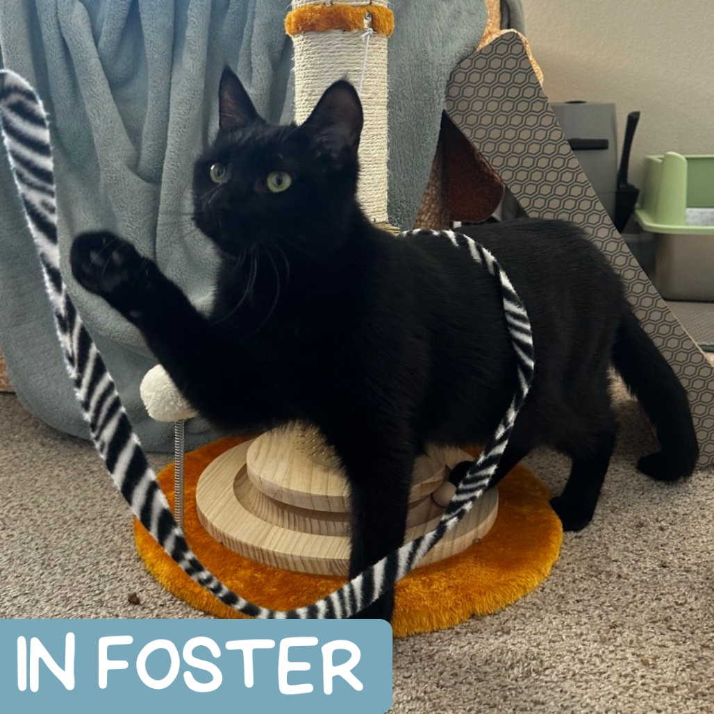 Inky New Mexico is available for adoption at Rocky Mountain Feline Rescue