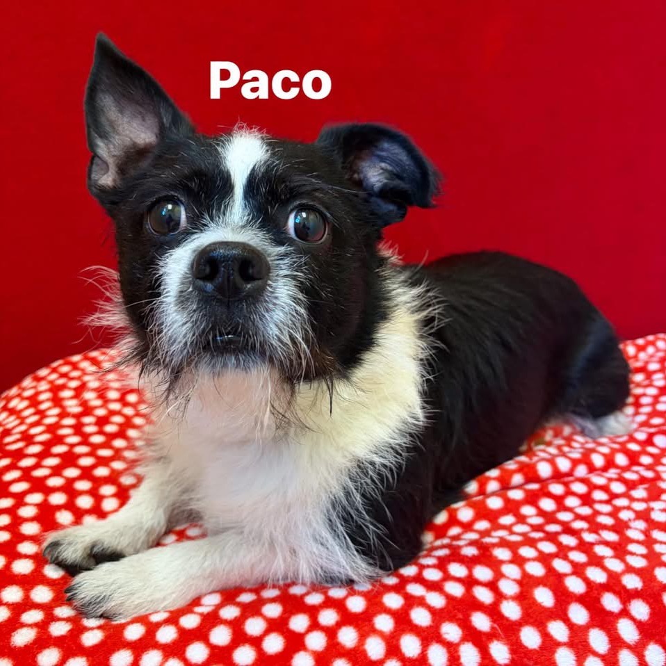 Paco is available for adoption at TAPS No-Kill Animal Shelter