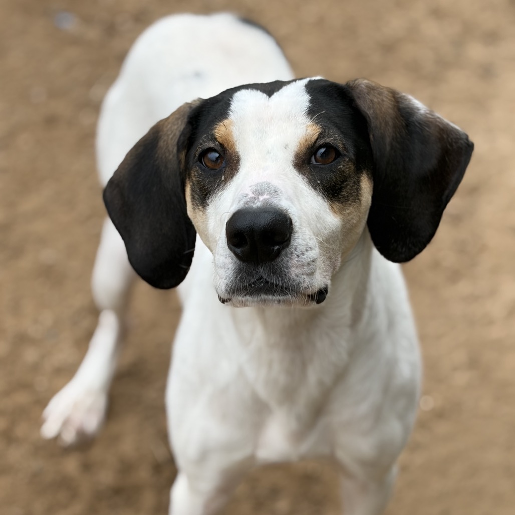 Siren is available for adoption at Athens Animal Services