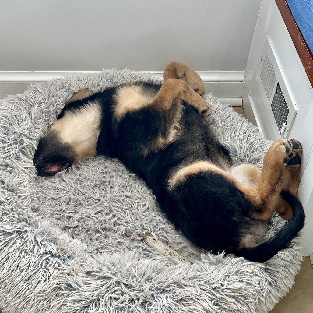 Freda Pup: Froto – LDCRF