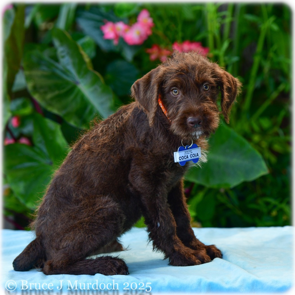 Coca Cola is available for adoption at Saving Grace Animals for Adoption
