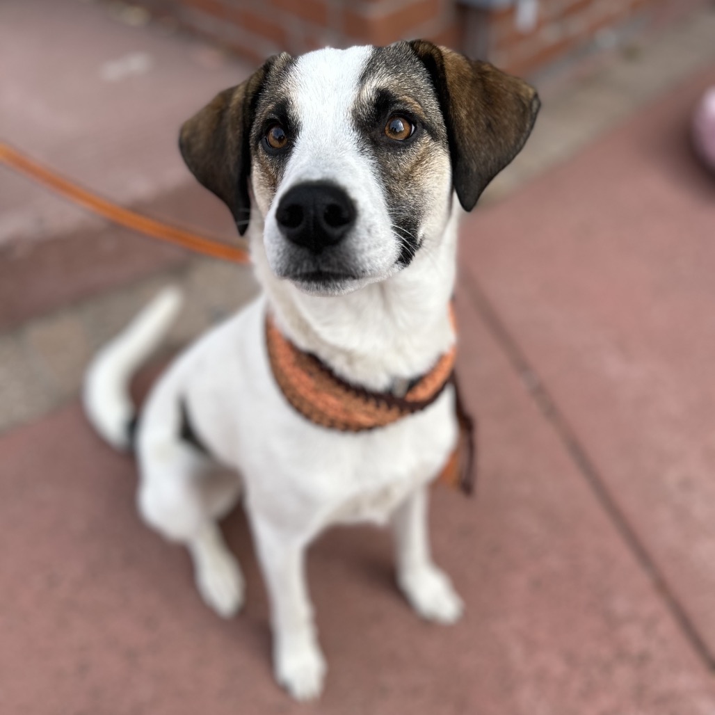 Marky- Smart and Gentle, Loves Dogs! is available for adoption at High ...