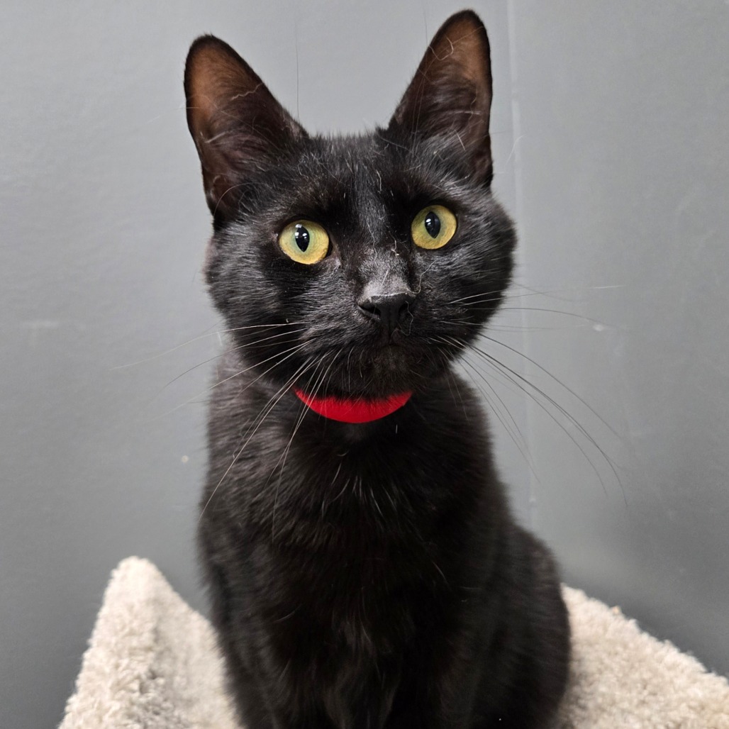 Chiquita is available for adoption at Ten Lives Club, Inc.