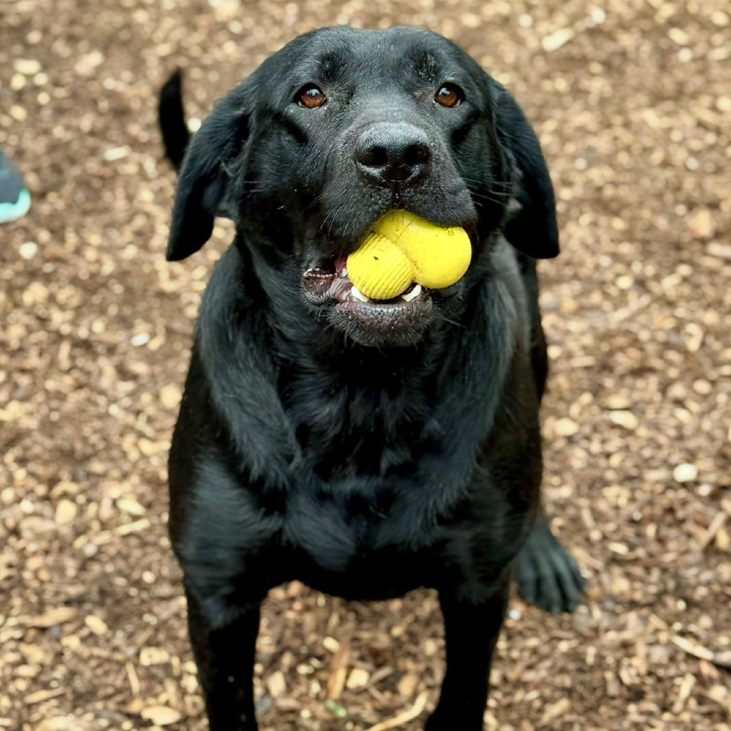 Shadow - Phoenix Animal Rescue