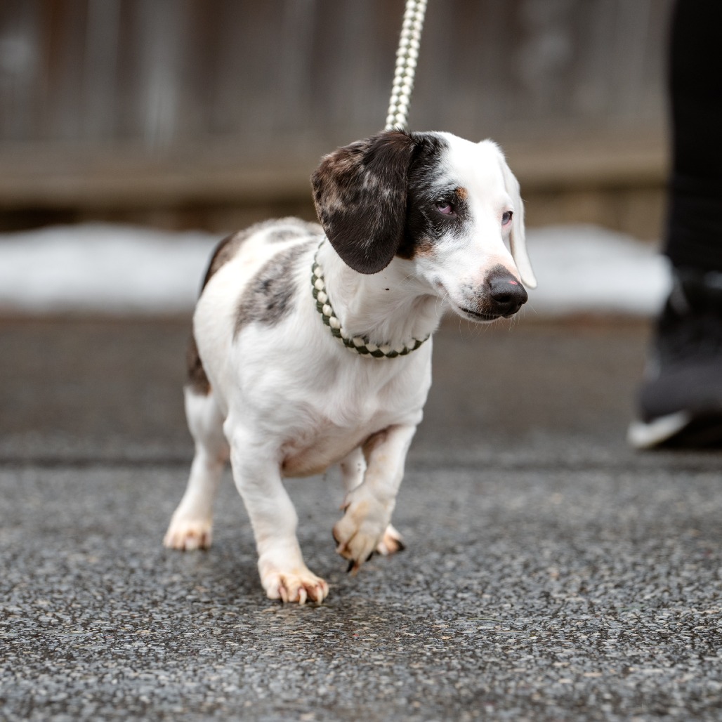 Helena - Phoenix Animal Rescue
