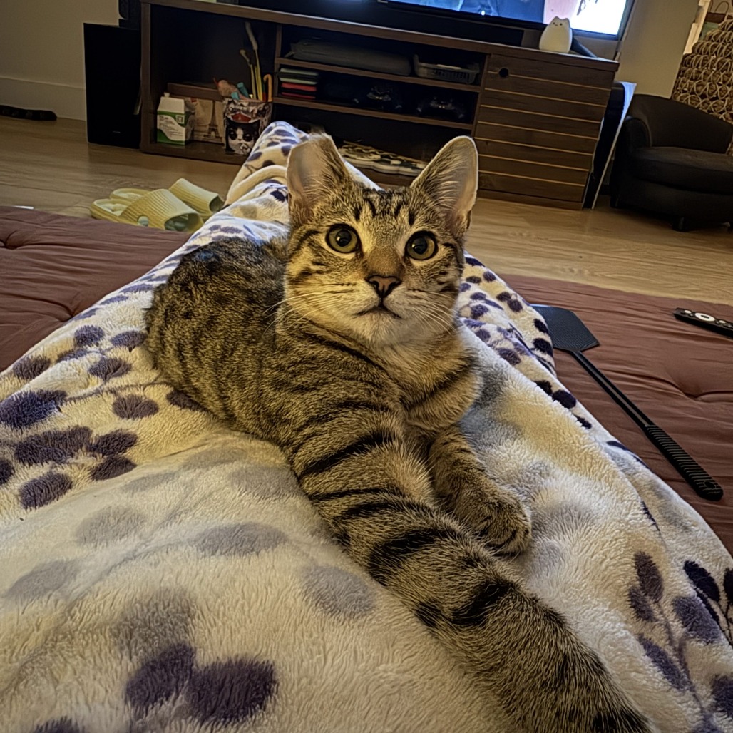 Cold Brew is available for adoption at Kitty Bungalow Charm School for ...
