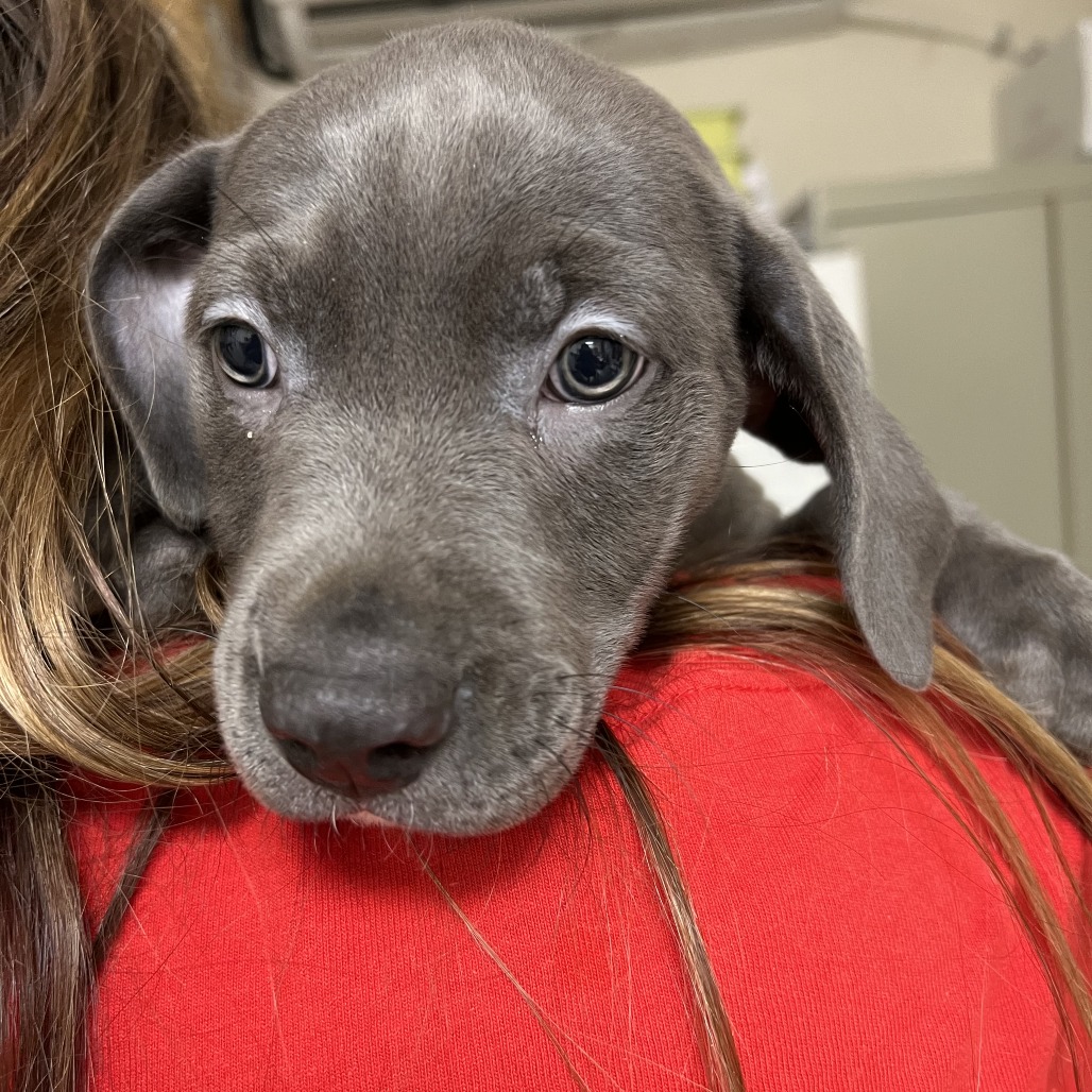 Harper is available for adoption at TAPS No-Kill Animal Shelter