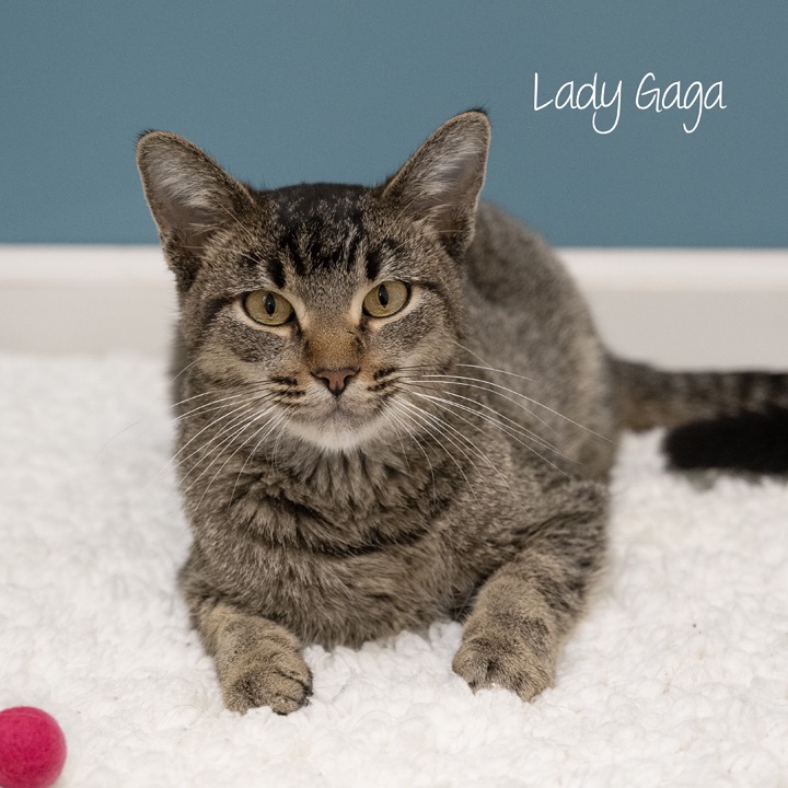 Lady Gaga is available for adoption at TAPS No-Kill Animal Shelter