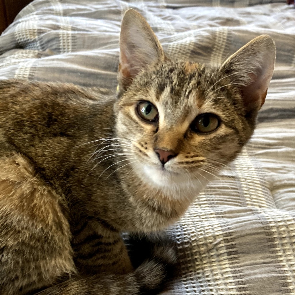 Ivy is available for adoption at SOS Pet Rescue