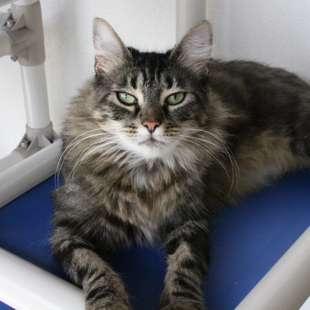 Louise is available for adoption at Cat Depot