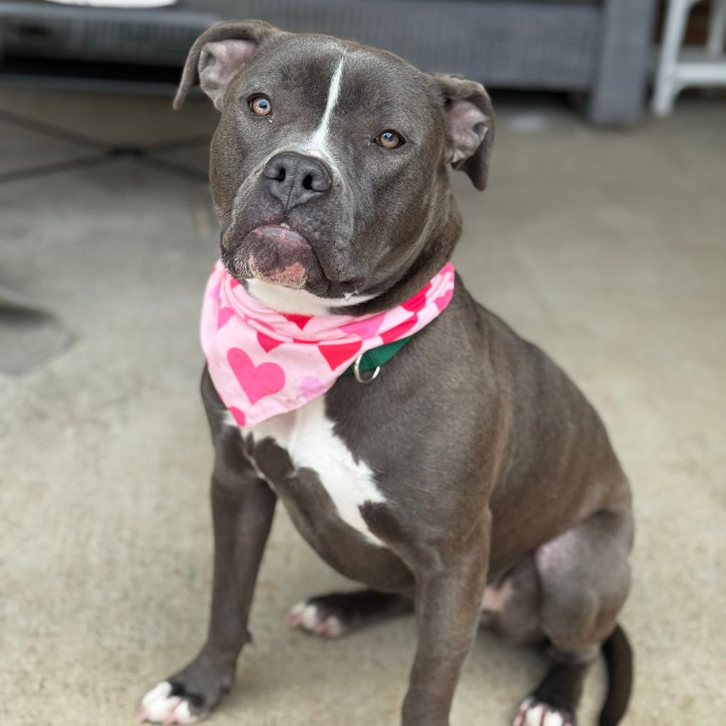 Aggie (Kona) is available for adoption at Guilford County Animal Services