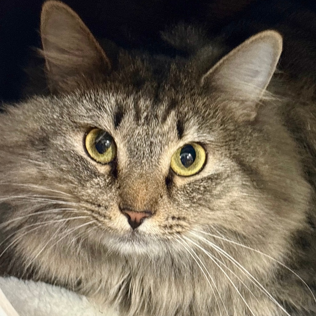 Milkshake is available for adoption at Lost Dog & Cat Rescue Foundation