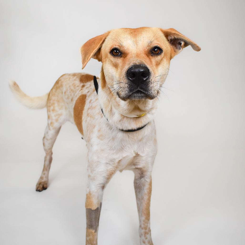 Foster | Start your fostering journey today and help save lives