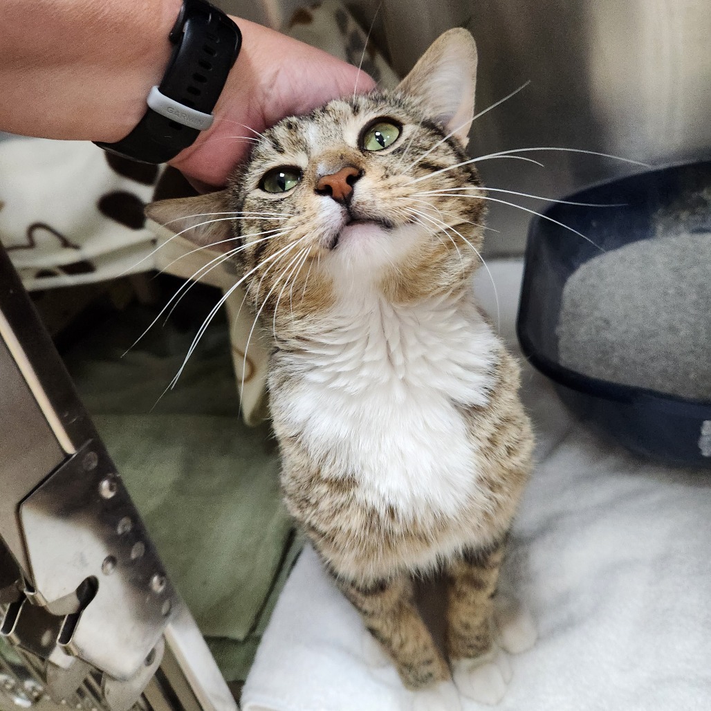 Bryan is available for adoption at Humane Society of West Michigan