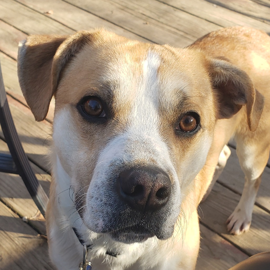 Adoptable Animals - Stray Paws Rescue