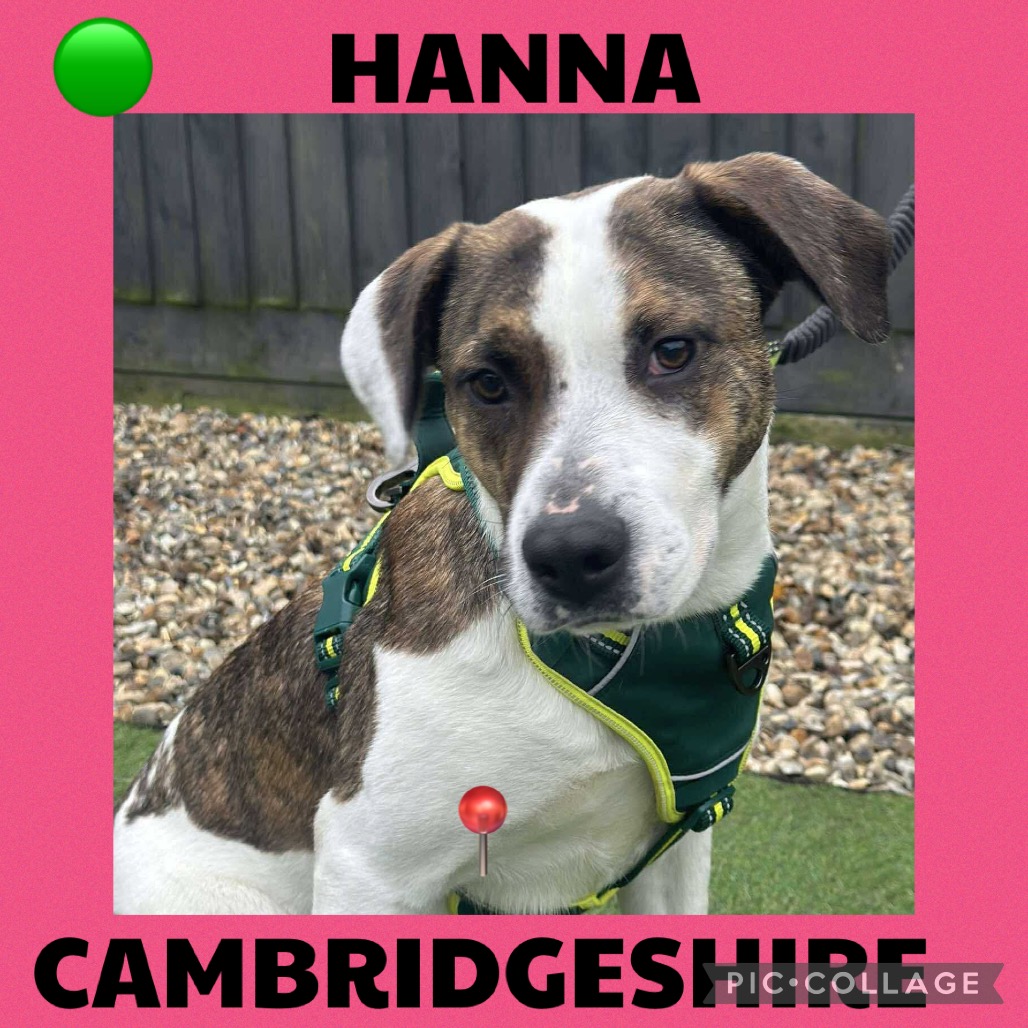 Hanna is available for adoption at The Biggies' League