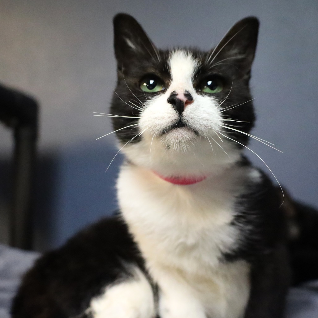 Leprechaun is available for adoption at SPCA Florida