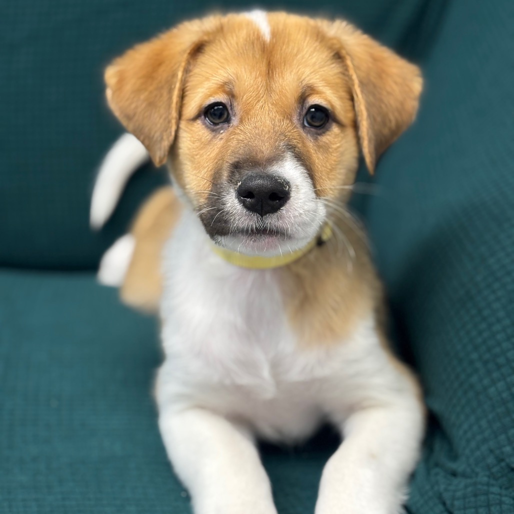 Adoptable Animals - Stray Paws Rescue