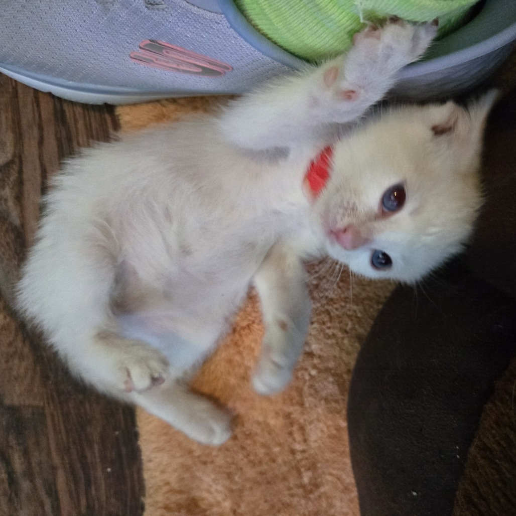 Chris is available for adoption at San Antonio Pets Alive