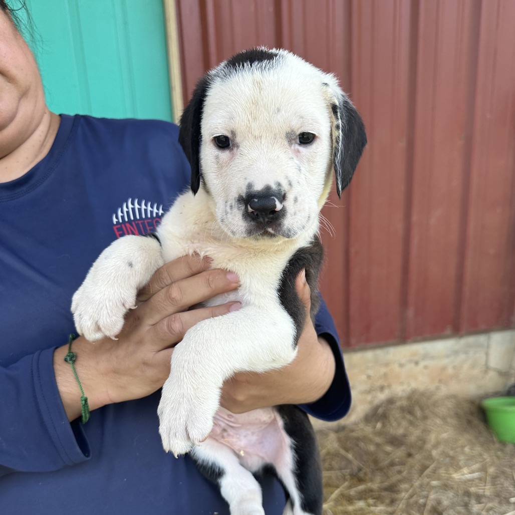 Adopt Dogs - Orphans of the Storm