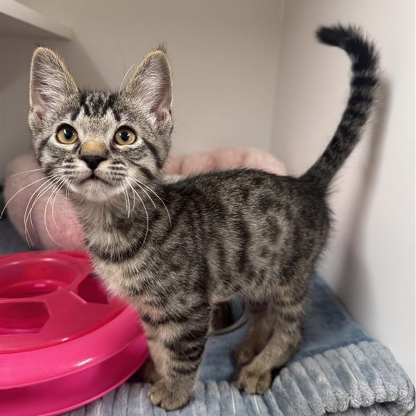 Meet Malachi, a Domestic Shorthair Cat Available For Adoption | Lost ...