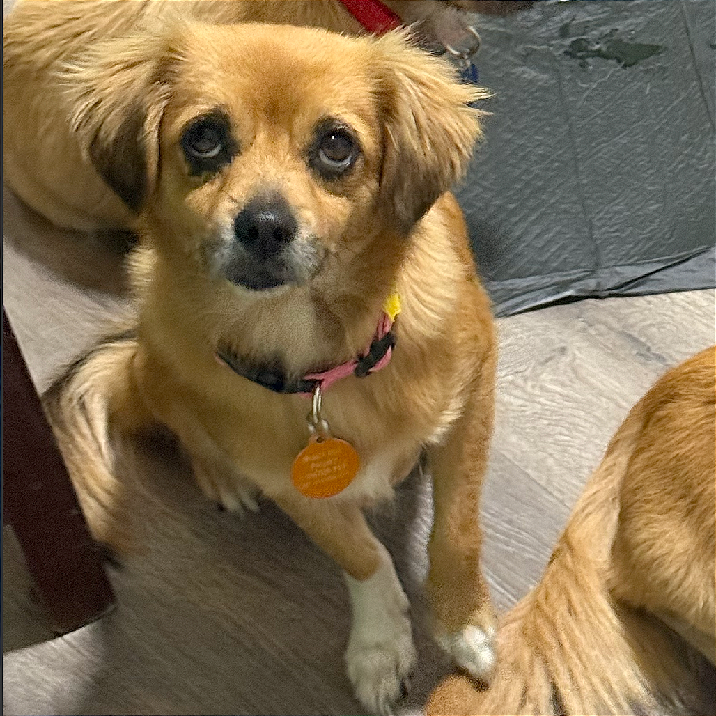 Nala is available for adoption at Mercy Full Project