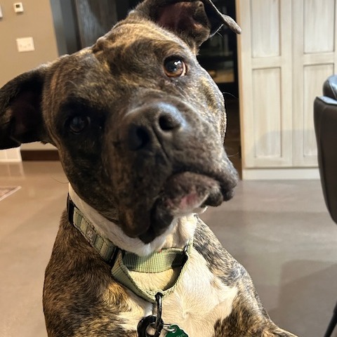 Adoptable Dogs - Rescue Network