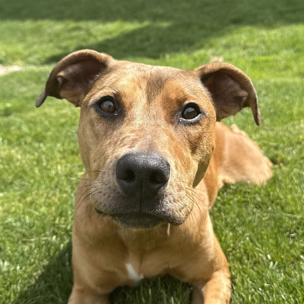 ADOPT A PET | WEST VALLEY HUMANE SOCIETY