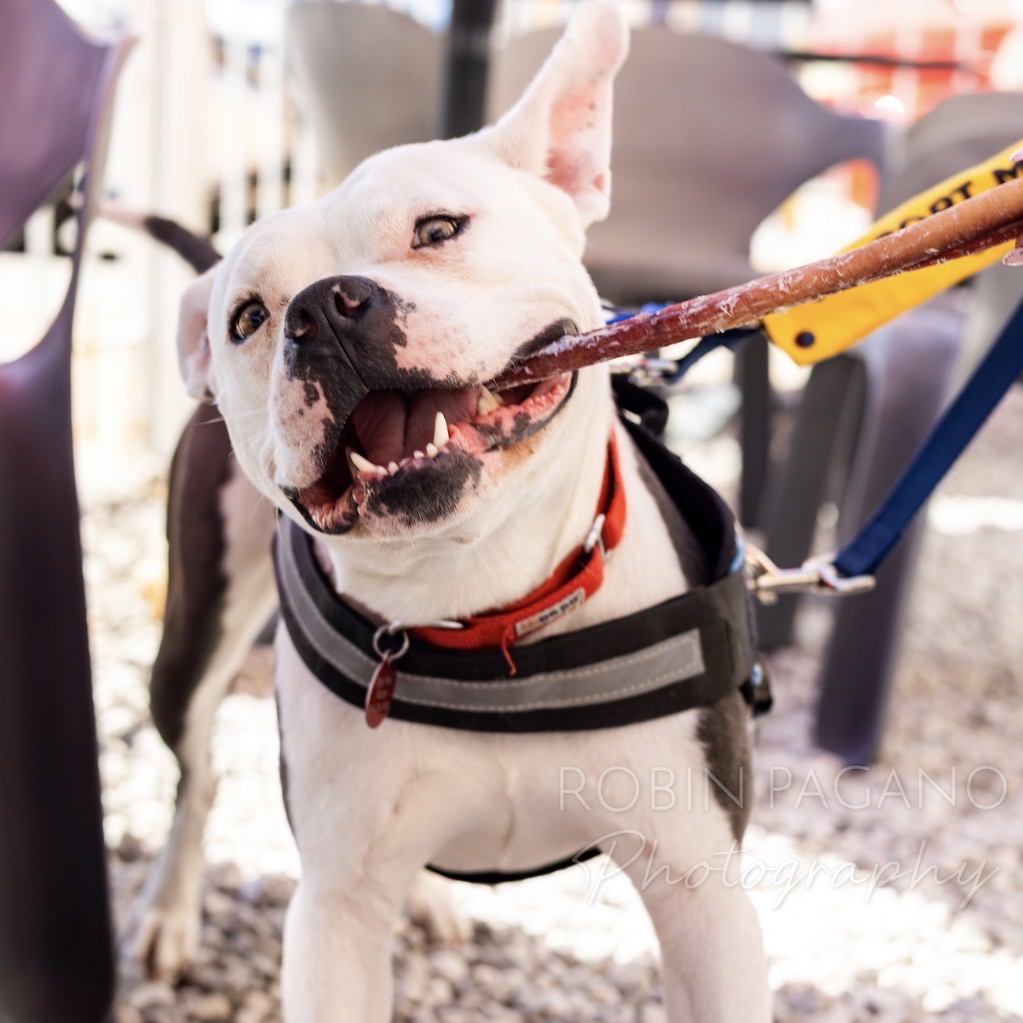 Gilly - Stray Paws Rescue