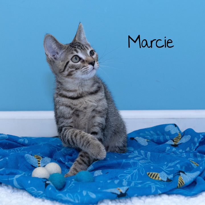 Marcie is available for adoption at TAPS No-Kill Animal Shelter