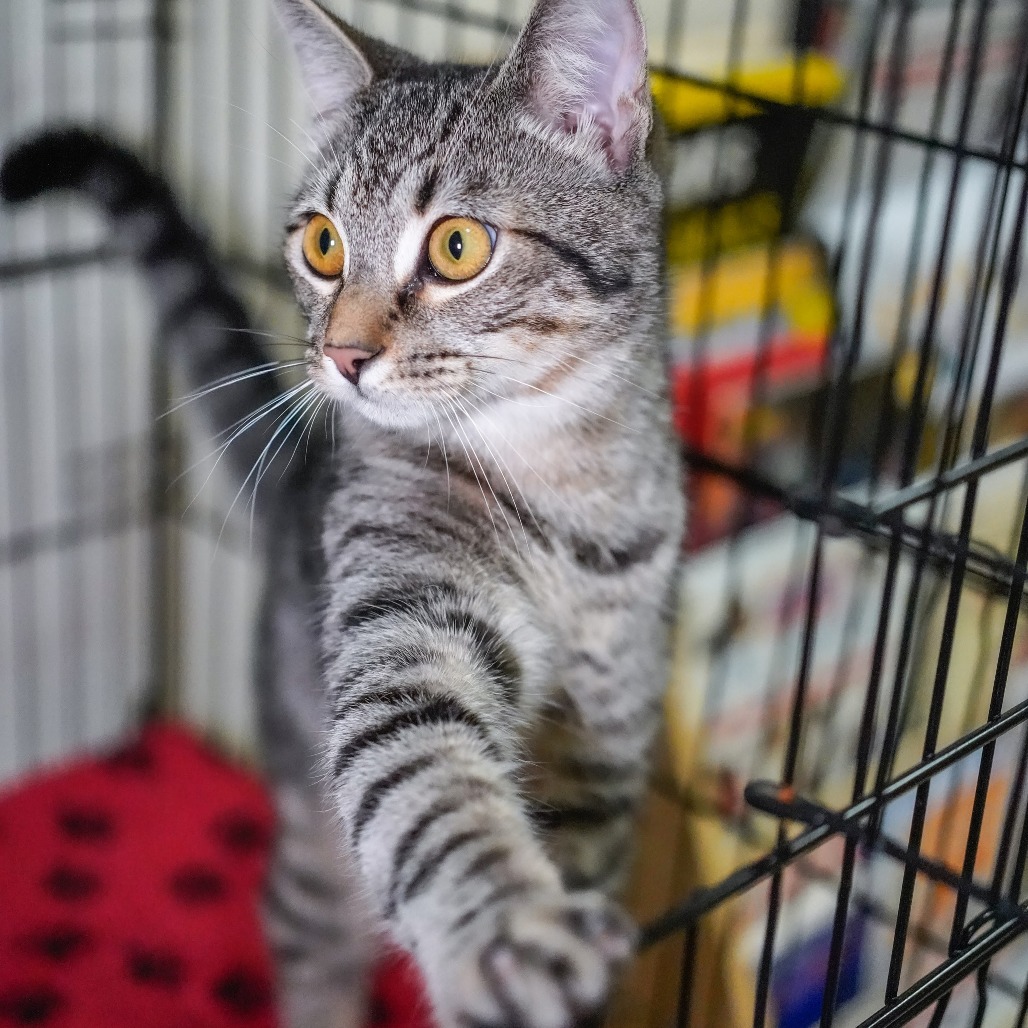 Furio | Pope Memorial Humane Society