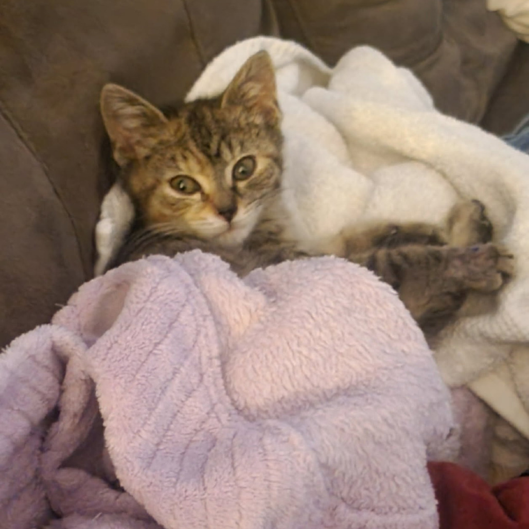 Harper is Available for Adoption at Union County Humane Society