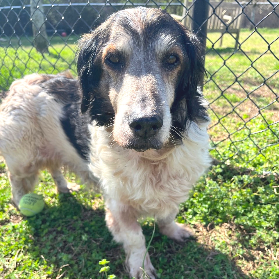 Marmalade is available for adoption at McKamey Animal Center