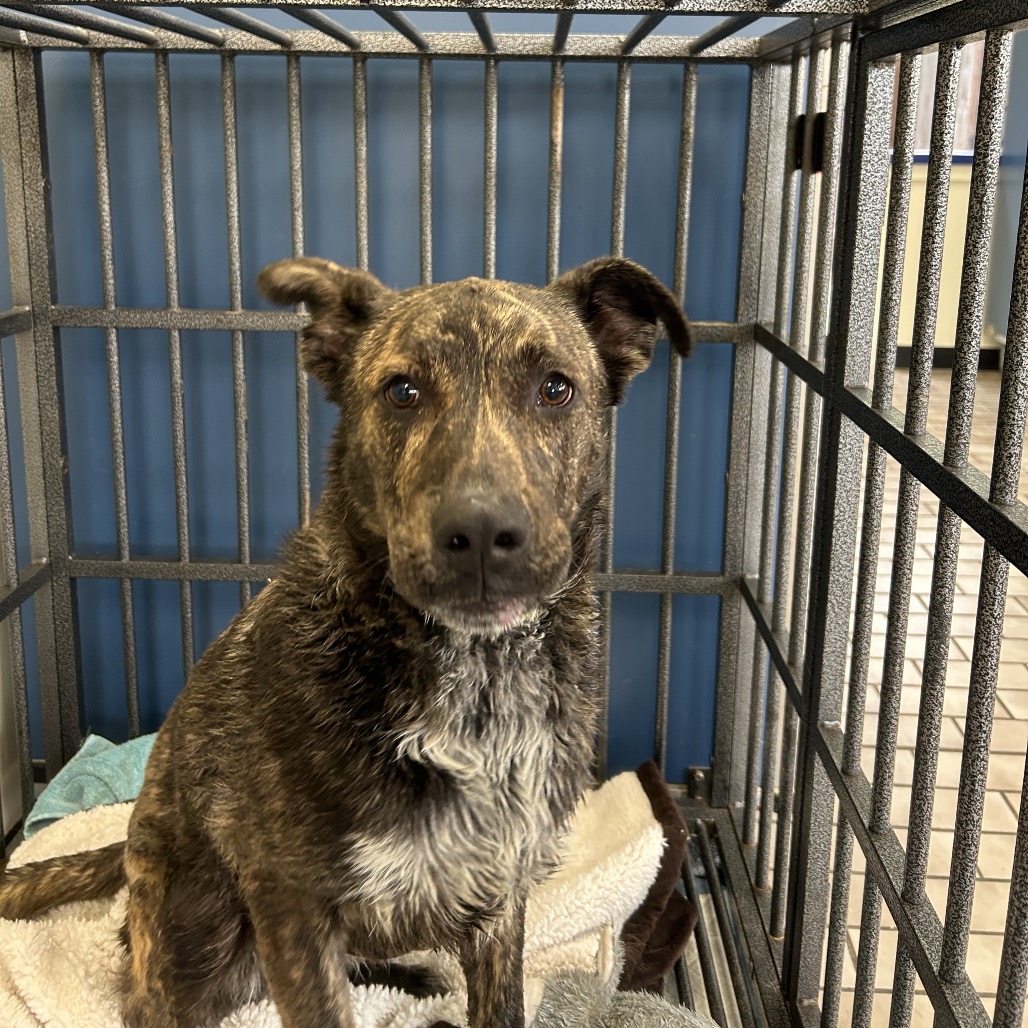 Blaine is available for adoption at Humane Society of Tulsa