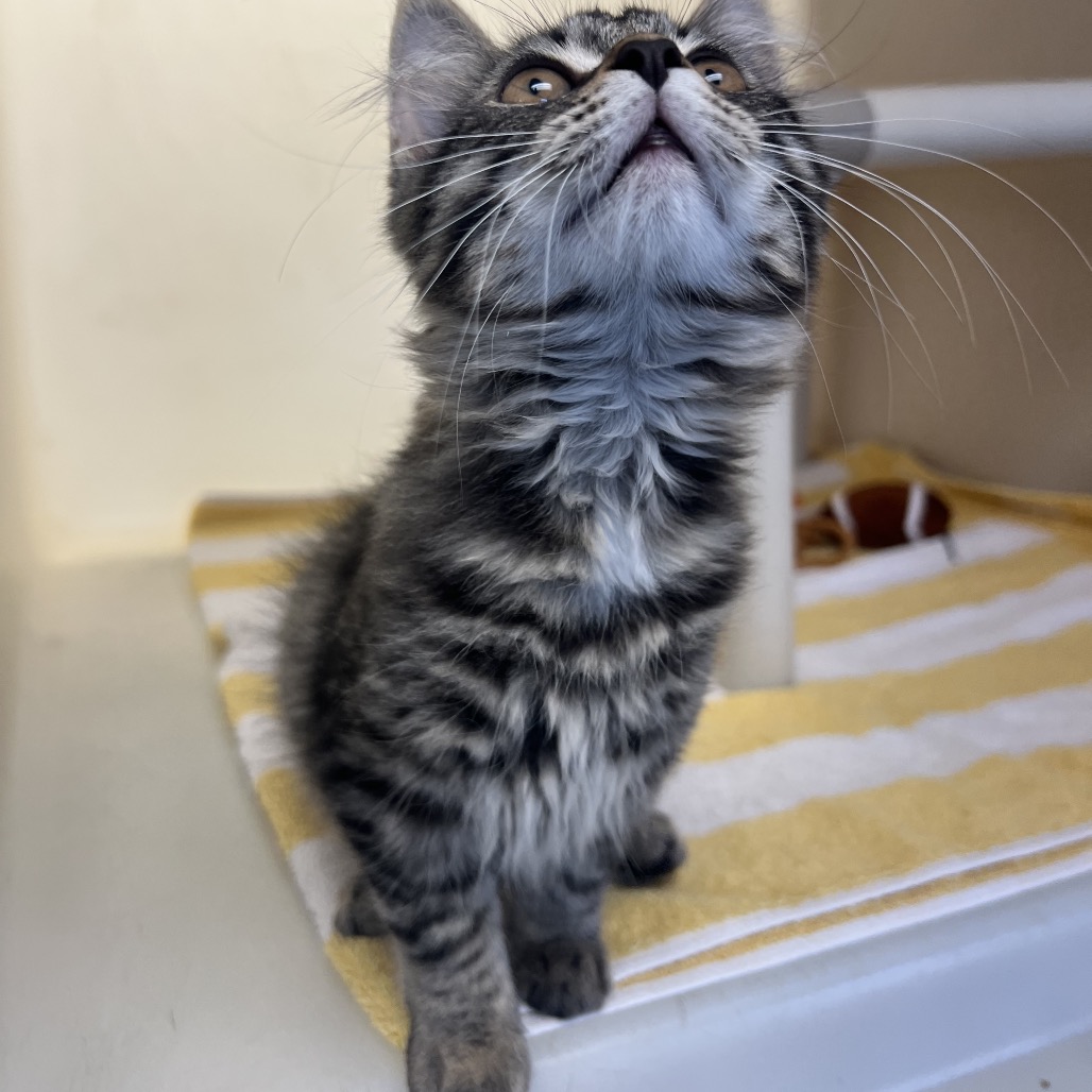 Chandler@Petsmart - RHSPCA