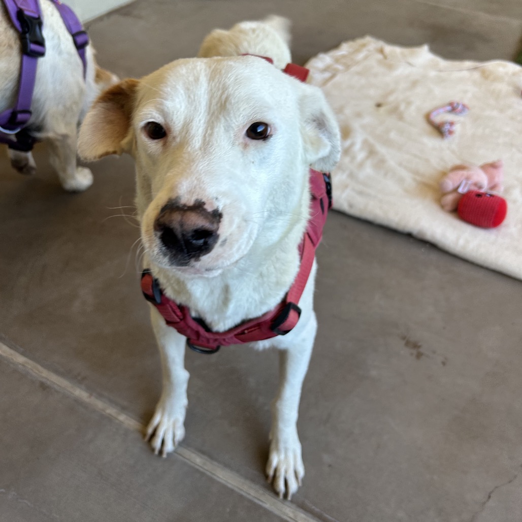 Quinn - in foster is available for adoption at High Country Humane