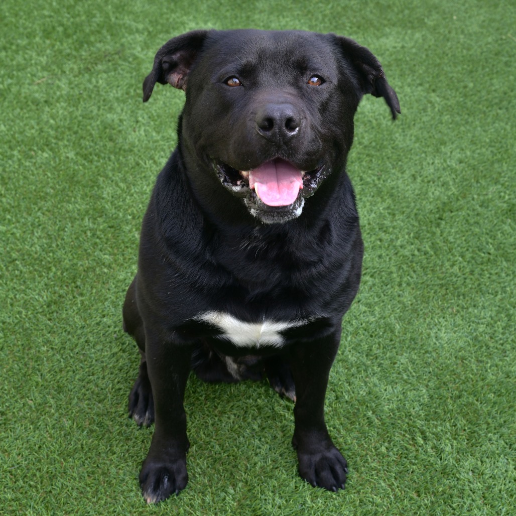 Bronco is available for adoption at Prairie Paws Animal Shelter