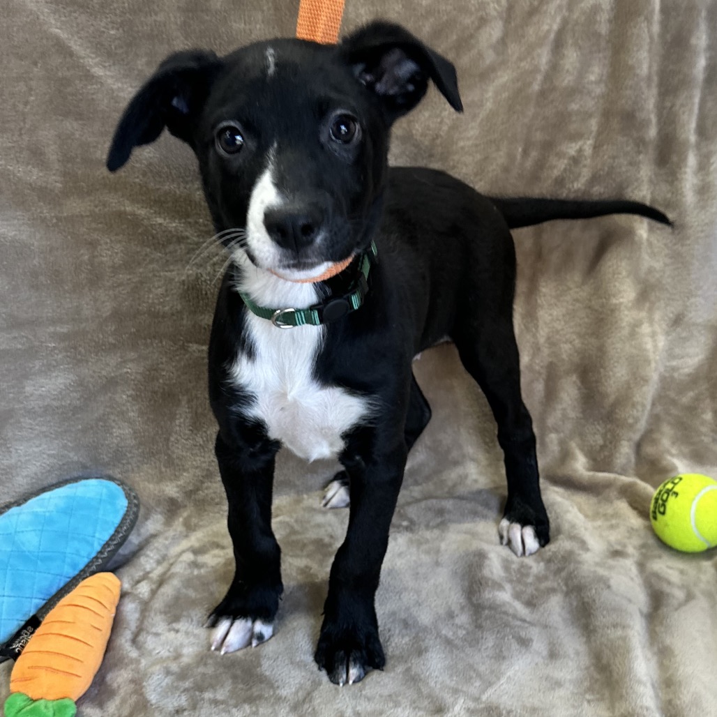 TAPELO is available for adoption at Milo Foundation