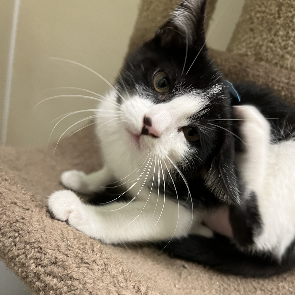 Flower is available for adoption at TAPS No-Kill Animal Shelter