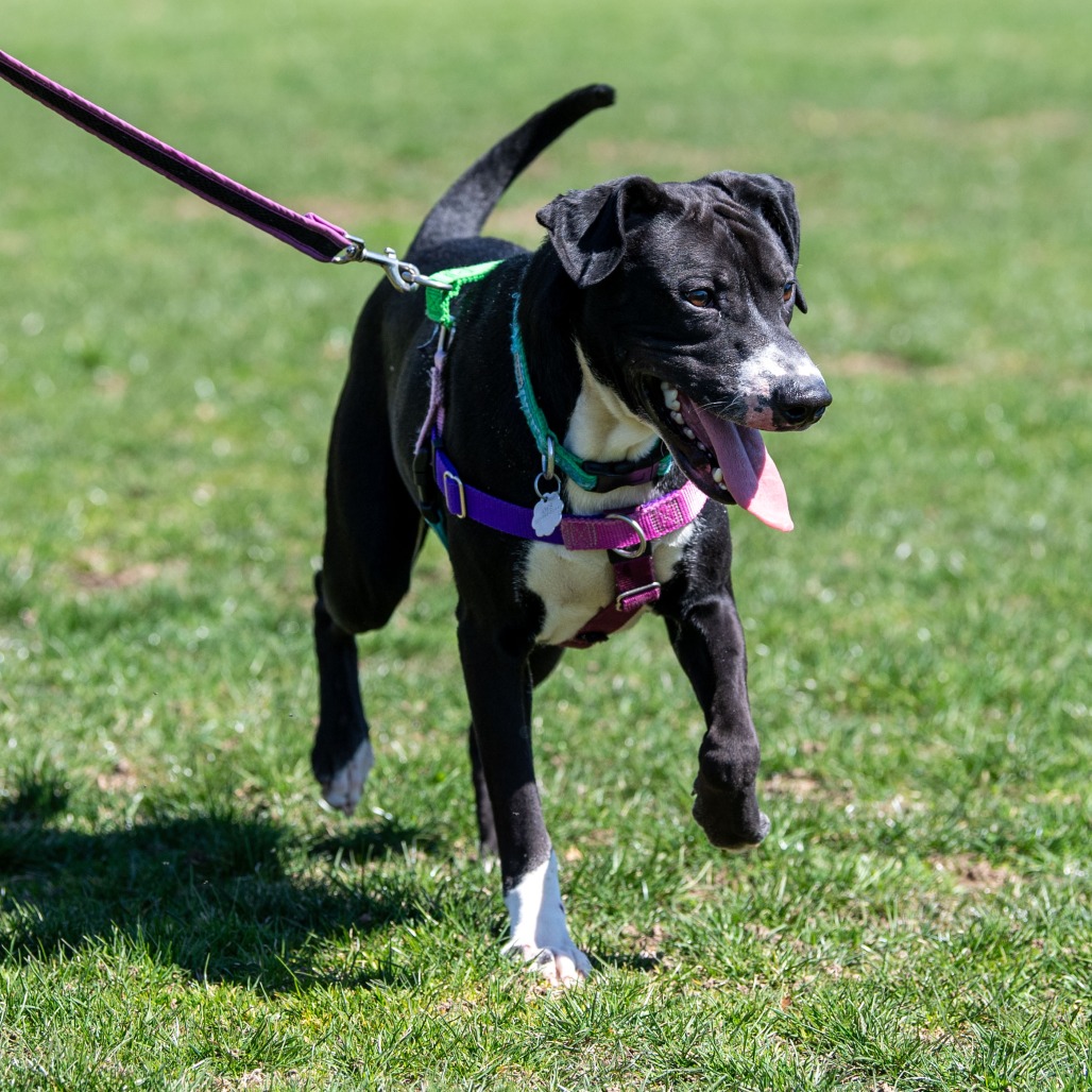 | Available for Adoption at Animal Welfare Society (AWS)