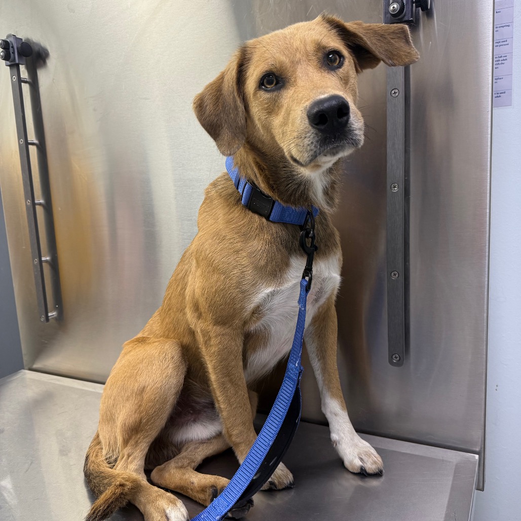 Banks is available for adoption at Oxford Animal Resource Center