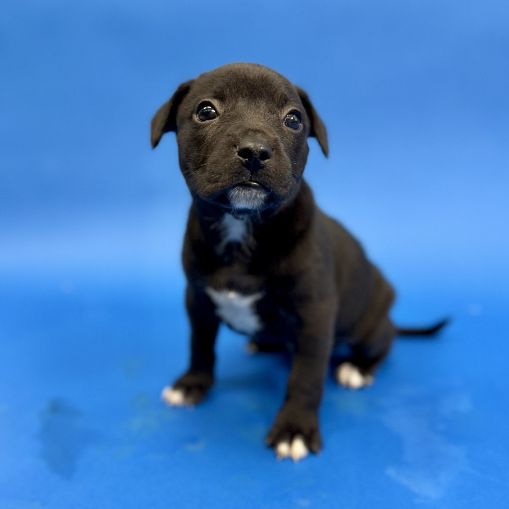 Wasp is available for adoption at Athens Animal Services