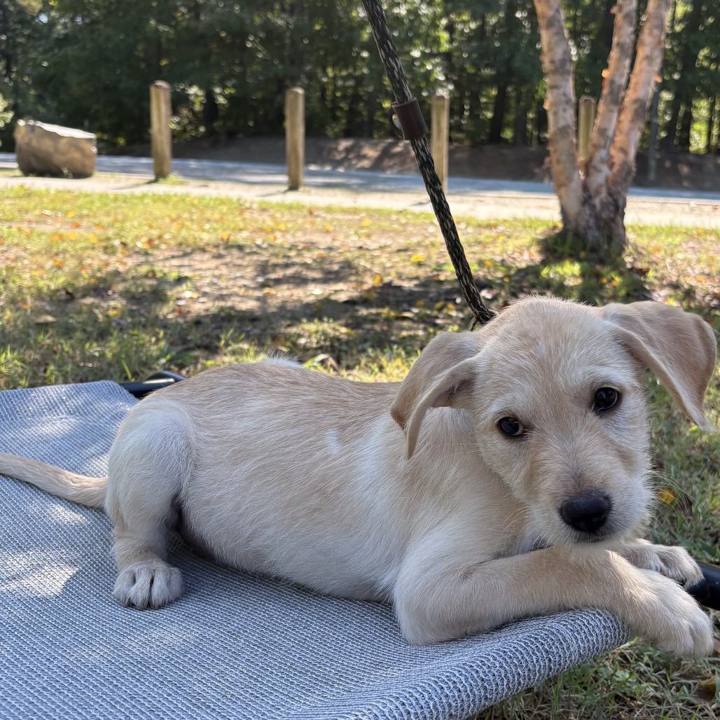 Bo Peep is available for adoption at Hope Animal Rescue