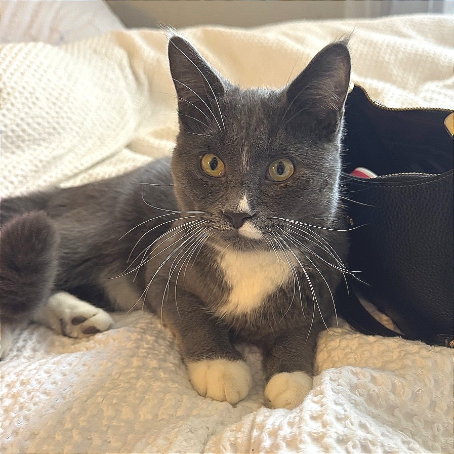 George is available for adoption at Columbia Second Chance