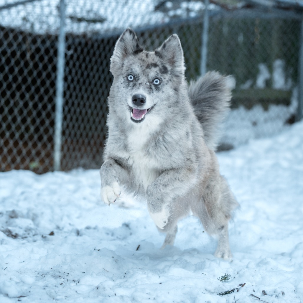 Stormy - Phoenix Animal Rescue