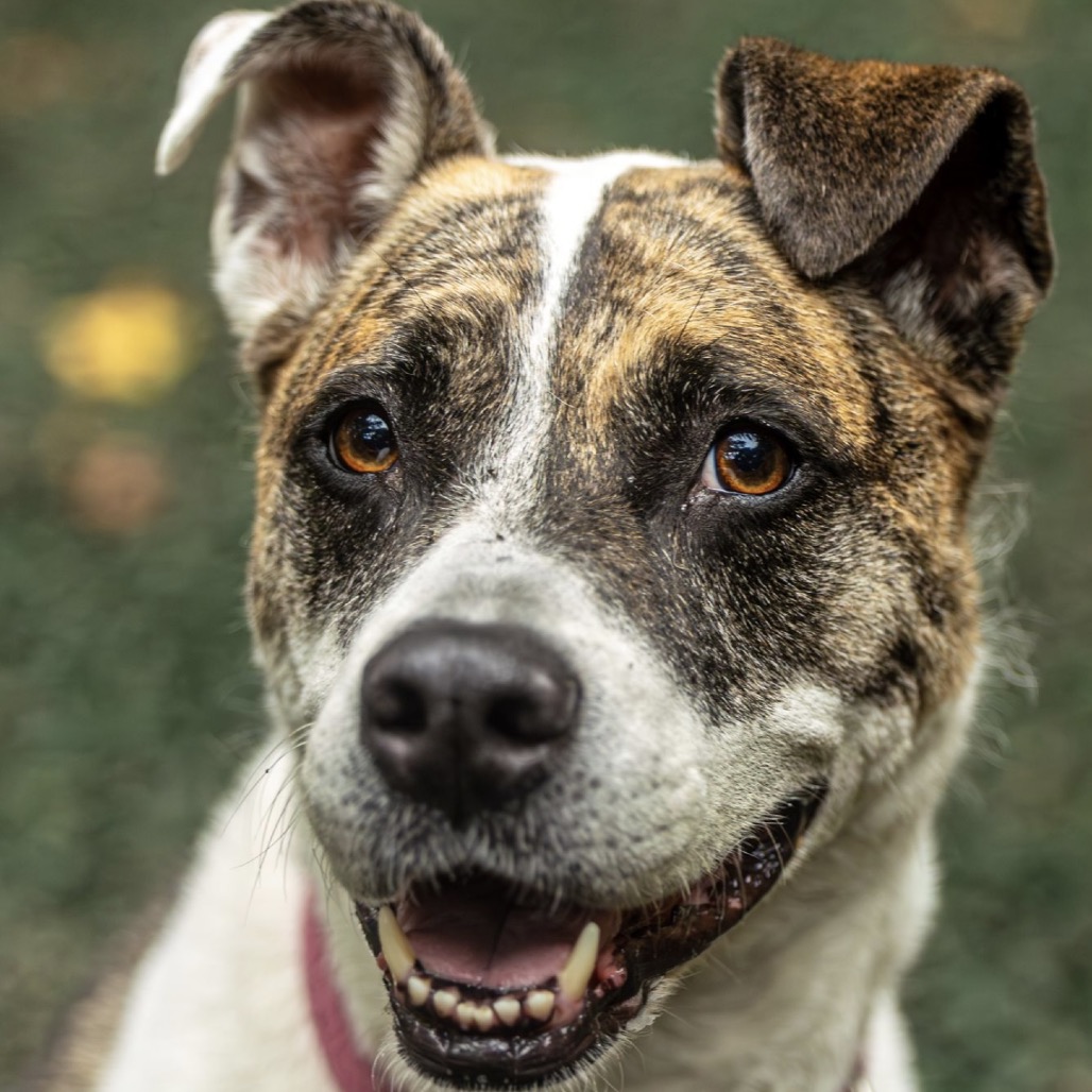 Ricky Bobby (I have a Secret Crush!) is available for adoption at PAWS ...